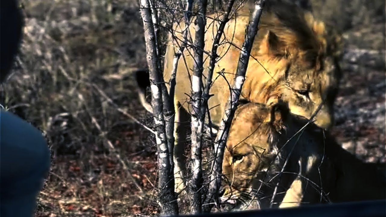 One of the Monwana Male Lion with a Lioness | 6 October 2025 - YouTube
