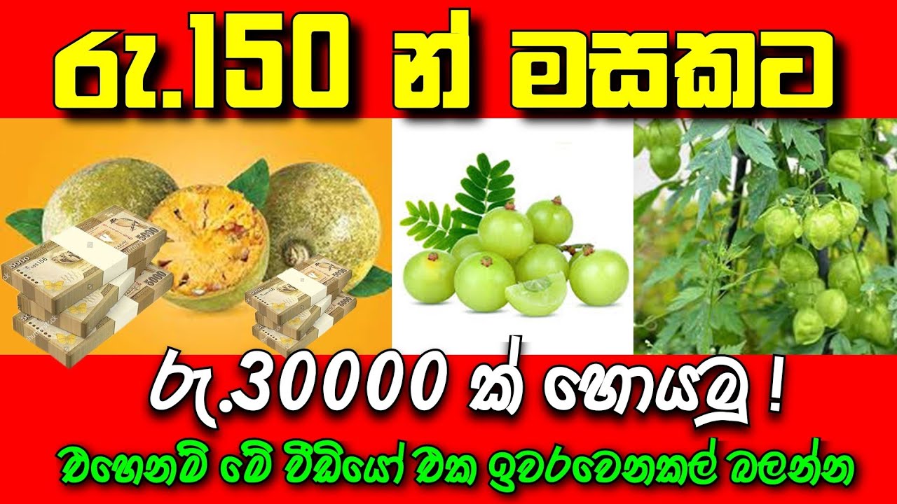 Beheth badu / සිංහල beheth badu business - YouTube