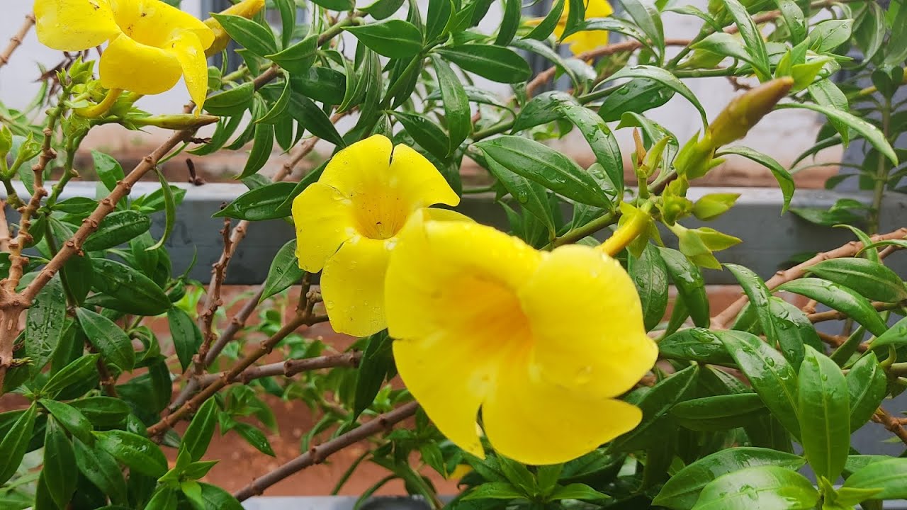 Care of Allamanda Plant. /കോളാമ്പി ചെടി ഇതുപോലെ നട്ടു വളർത്തിയലോ🌻 ...