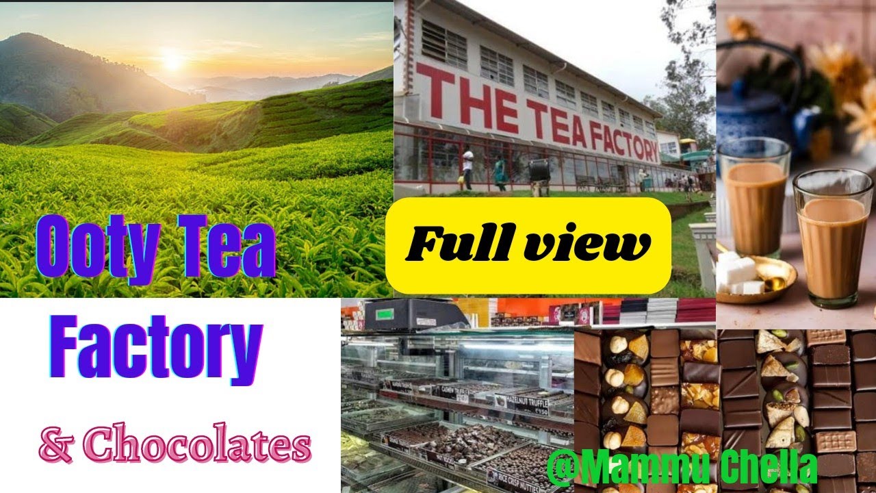 🌿Ooty Tea Factory🫖☕//&Chocolate🍫 factory visit//@mammuchella3625 - YouTube