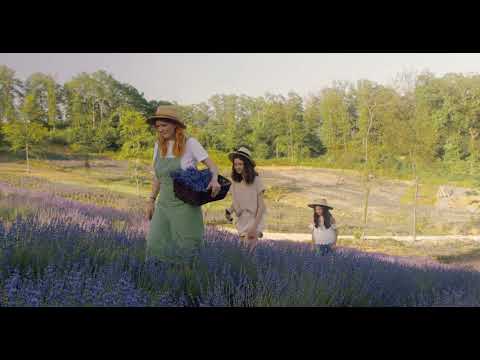 Family Bliss in 4K: Mother and Daughters Amidst Lavender Fields 🌿👩‍👧‍👧