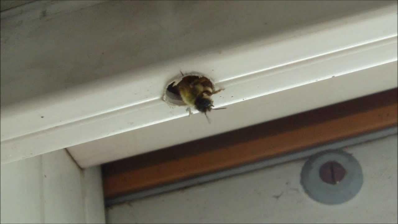 bee choose a hole in a door frame as nest / Biene nutzt ein Loch im ...