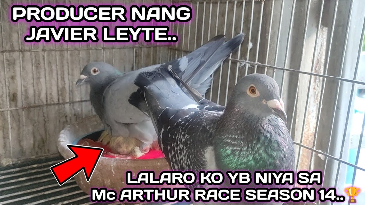 PRODUCER NANG JAVIER LEYTE.. | LALARO KO YB NIYA SA Mc ARTHUR RACE ...