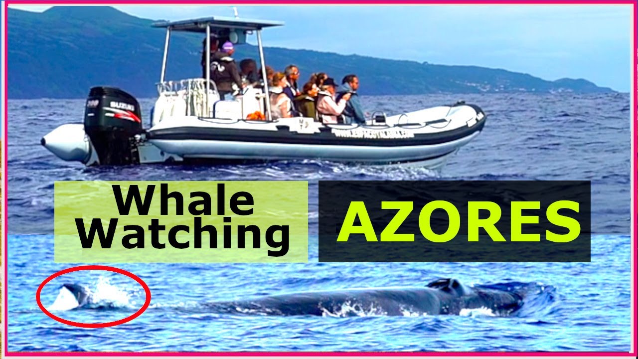 WALE beobachten auf den AZOREN, Europas Hawaii. Nachhaltig? Reisetipps ...