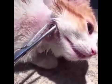 Cats taken care by Vets - Botfly inside cats - YouTube