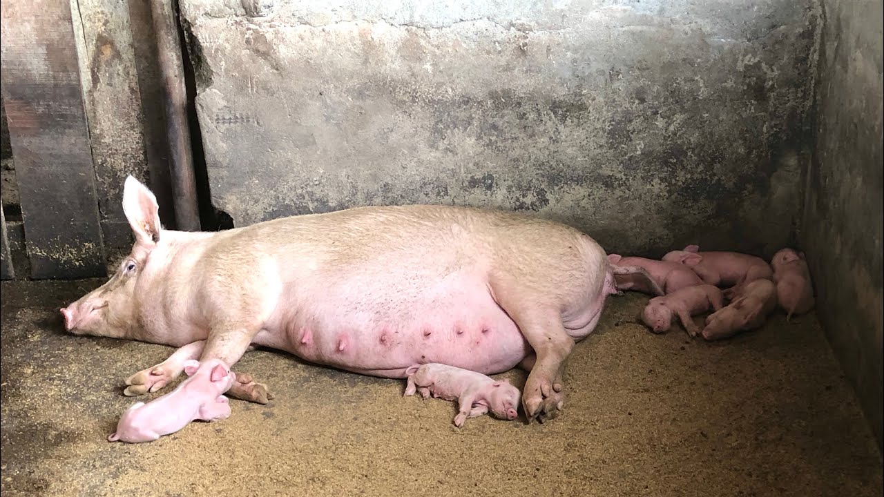 Sow Management After Weaning - YouTube