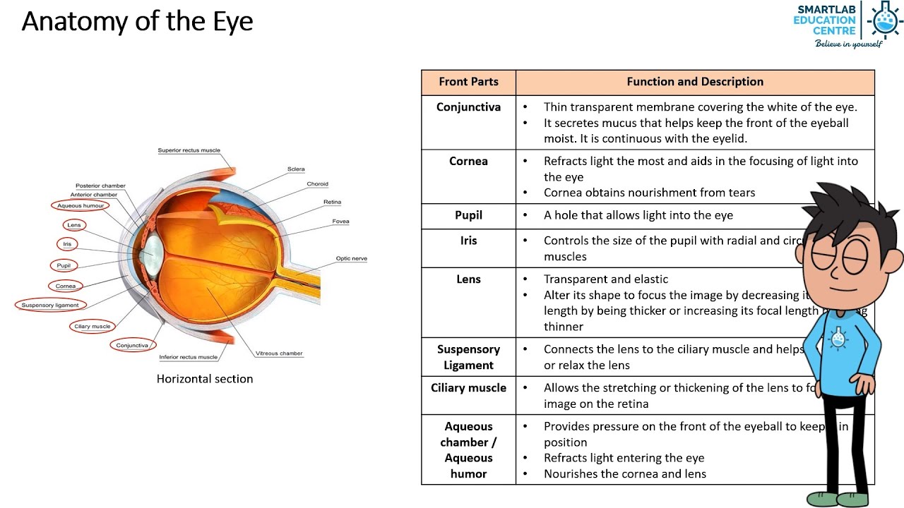 Co-ordination and Response in Humans: Anatomy of the eye - YouTube