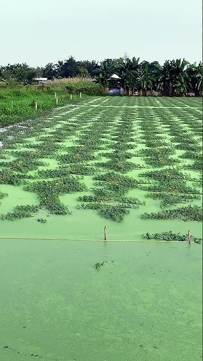 Ruộng rau Rút (rau Nhút) - YouTube