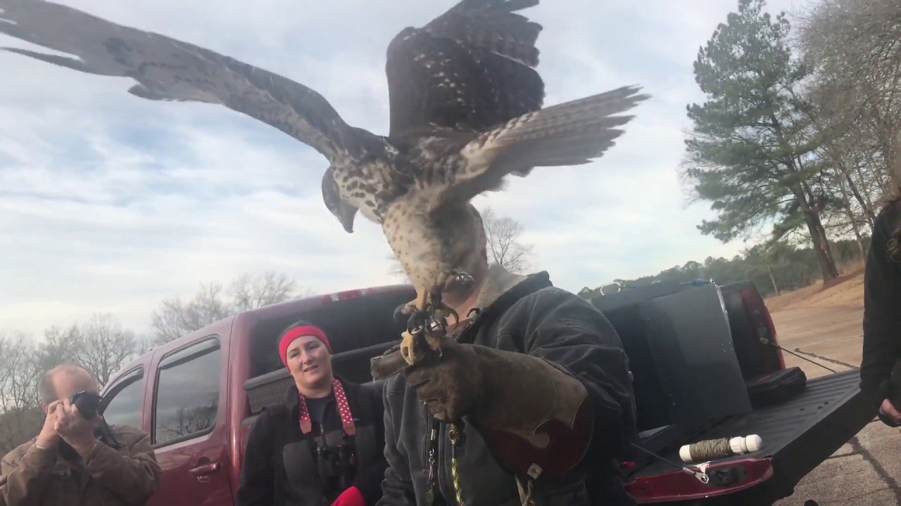 Falconry with Red-Tailed Hawk | Wildlife Wednesday - YouTube