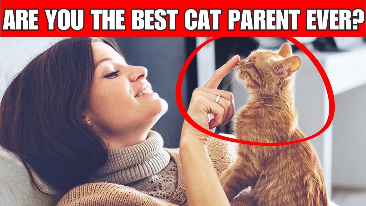 6 Signs You Are the BEST CAT PARENT ever! - YouTube