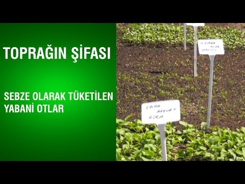 Toprağın Şifası - Sebze Olarak Tüketilen Yabani Otlar