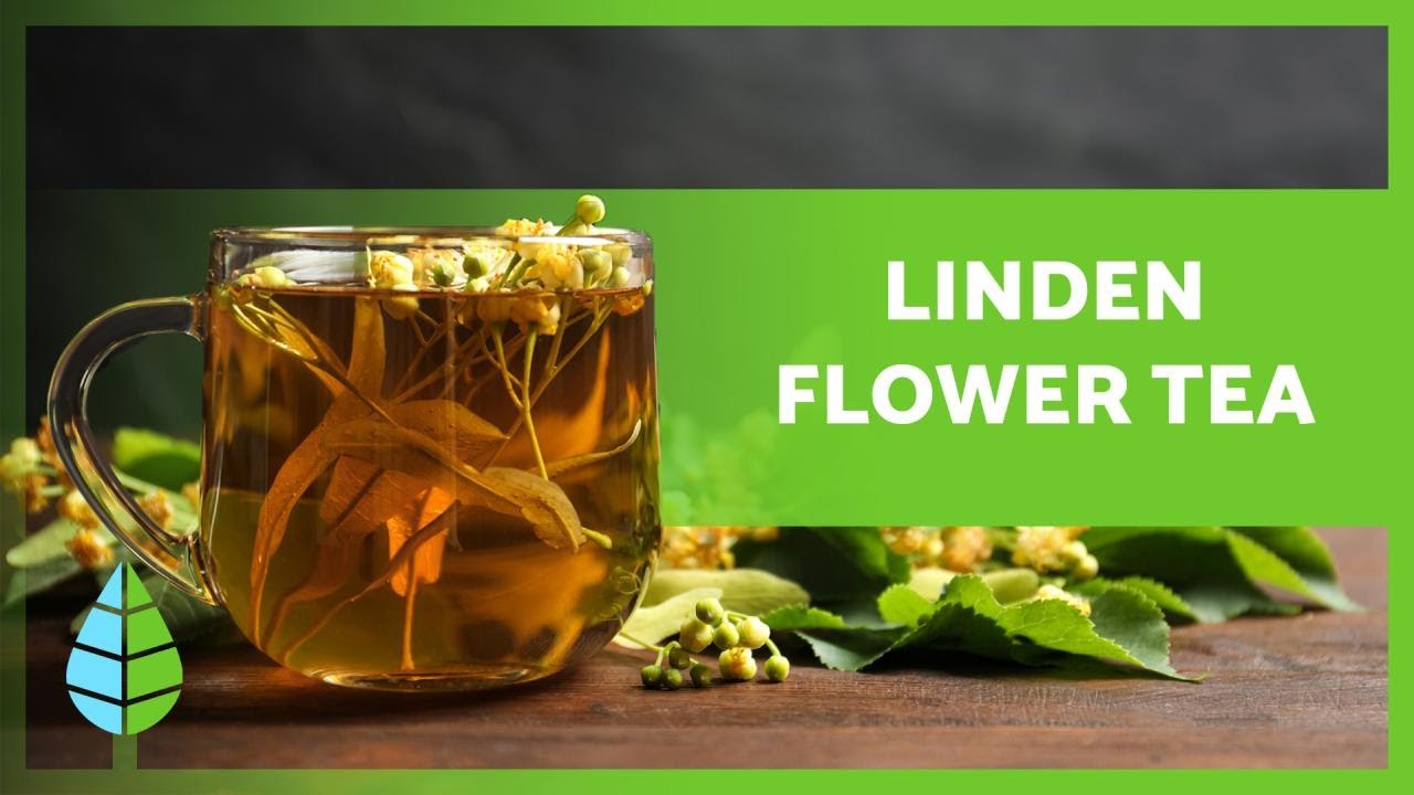 BENEFITS of LINDEN FLOWER TEA 🌿 (Properties, INFUSION Preparation and ...