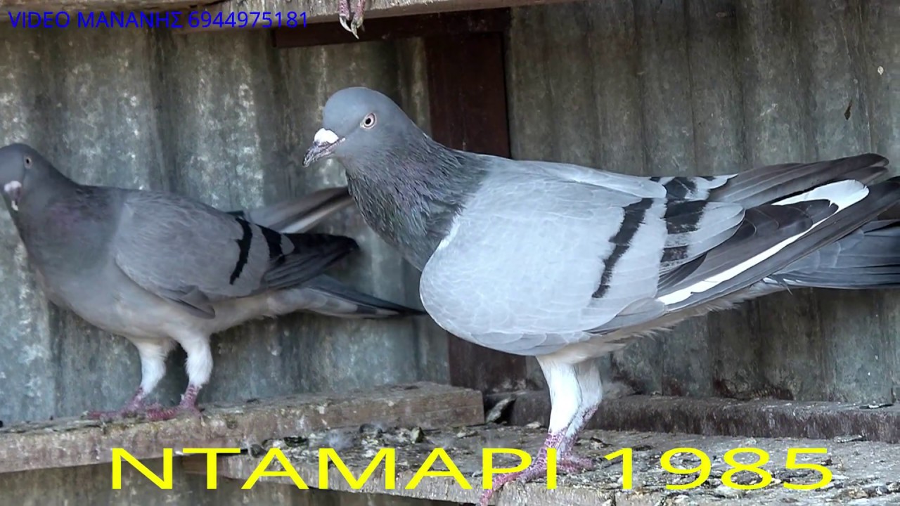 ΠΕΡΙΣΤΕΡΙΑ ΜΟΝΤΕΛΑ 1985 ΑΠΟΣΤΟΛΗΣ ΒΟΛΟΣ 2017-18 - YouTube