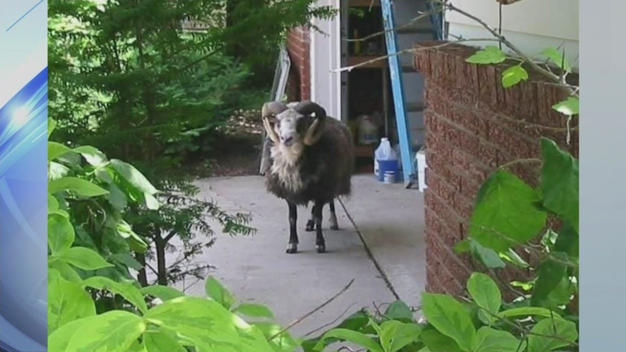 Ram on the Loose - YouTube