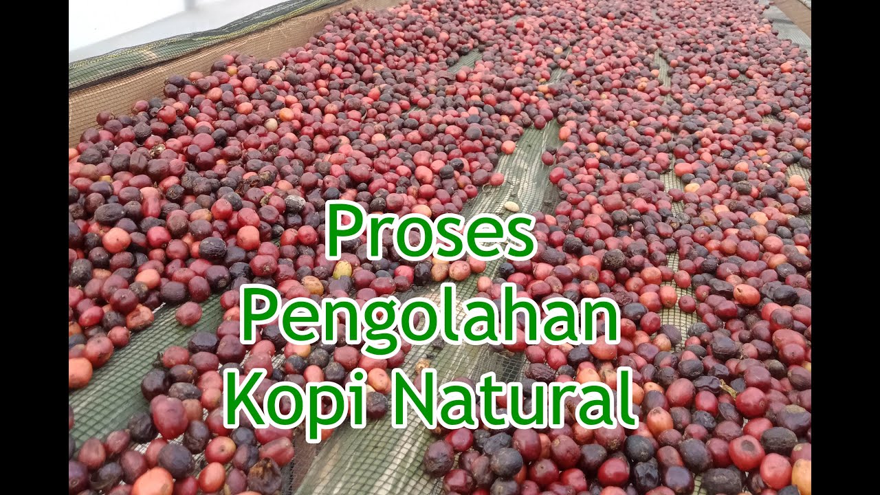 Proses Pengolahan Kopi Natural | Natural Coffee Procesing - YouTube