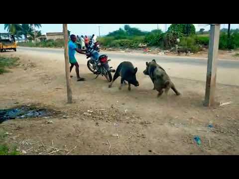 Pigs fight 2020 - YouTube