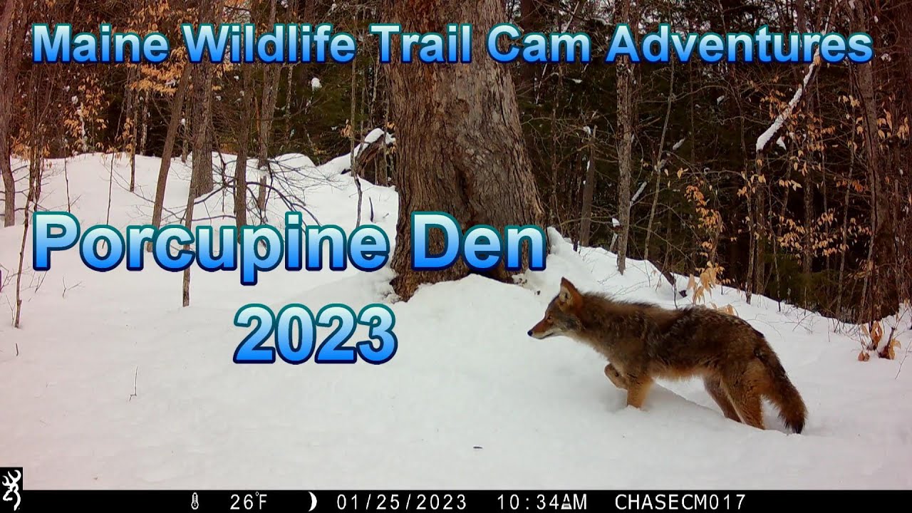 Maine Wildlife Trail Cam Adventures | Porcupine Den 2023 ~ - YouTube