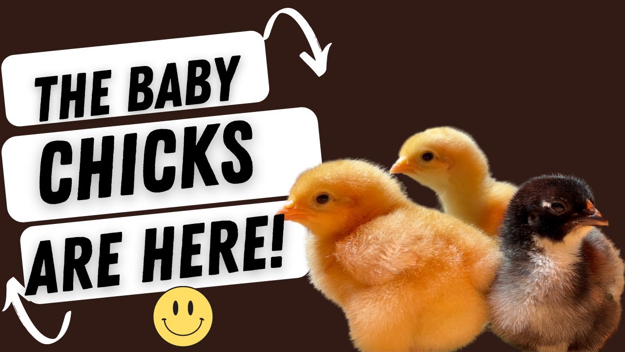 The Baby Chicks Are Here ! - YouTube