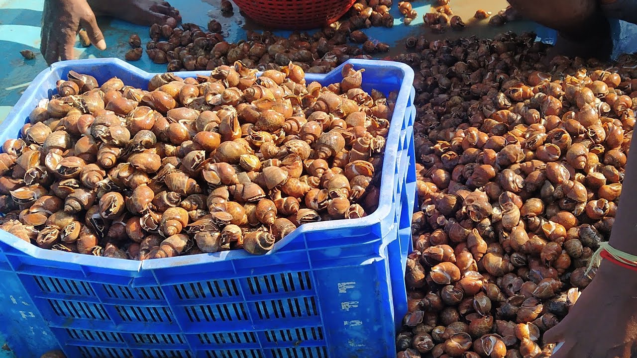 Sea Conch🐌//கடல் சங்கு//Amazing Sea Conch in Chennai Kasimedu Market ...