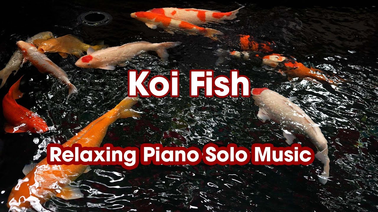 Nhạc Piano solo thư giãn - Relaxing solo piano music - beautiful koi ...