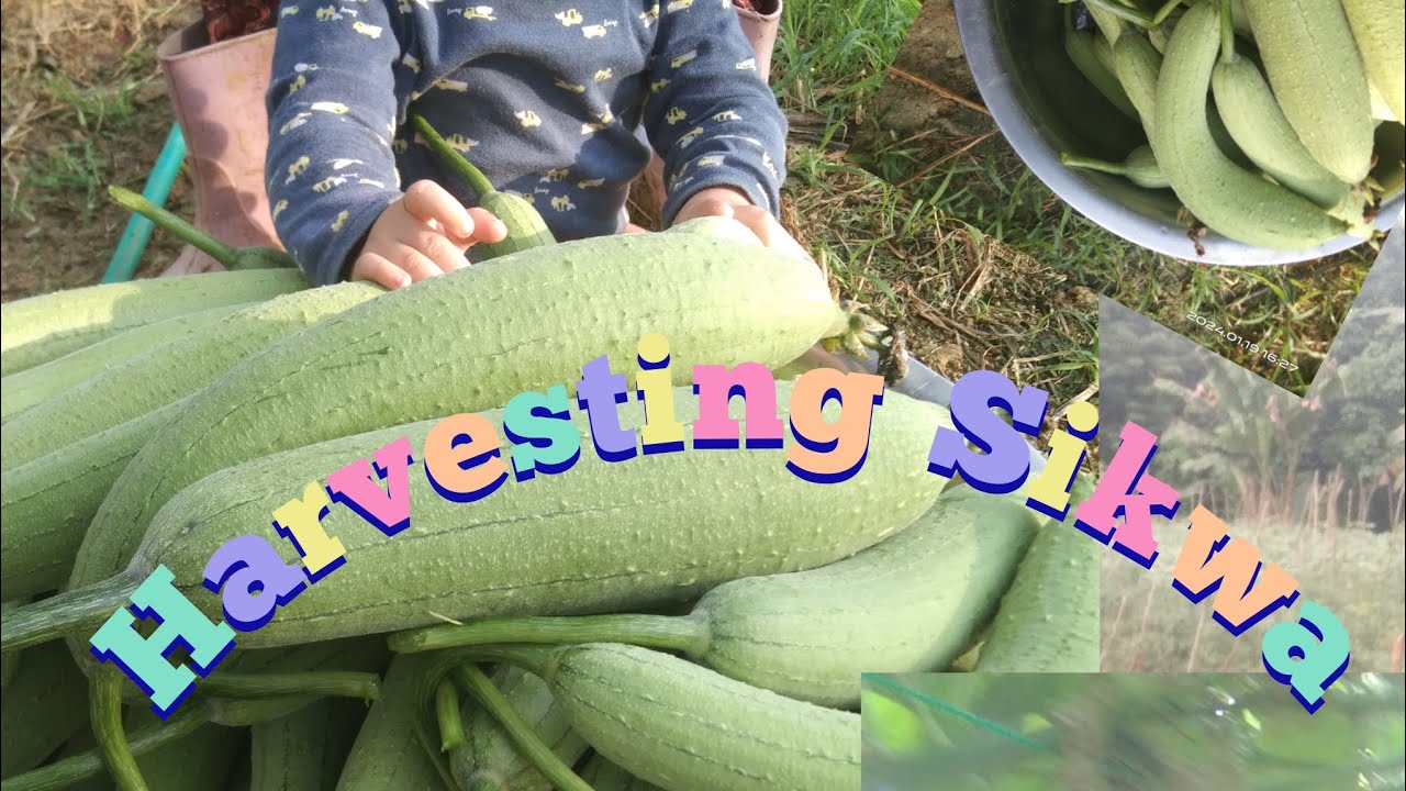 Harvesting Sikwa/ Emma Mae Vlogs - YouTube