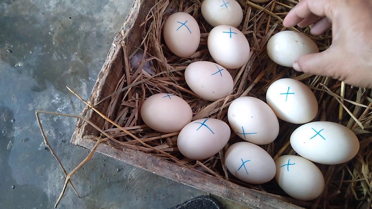 keseharian ku (membuat alat penetas telur entog 2 ) - YouTube