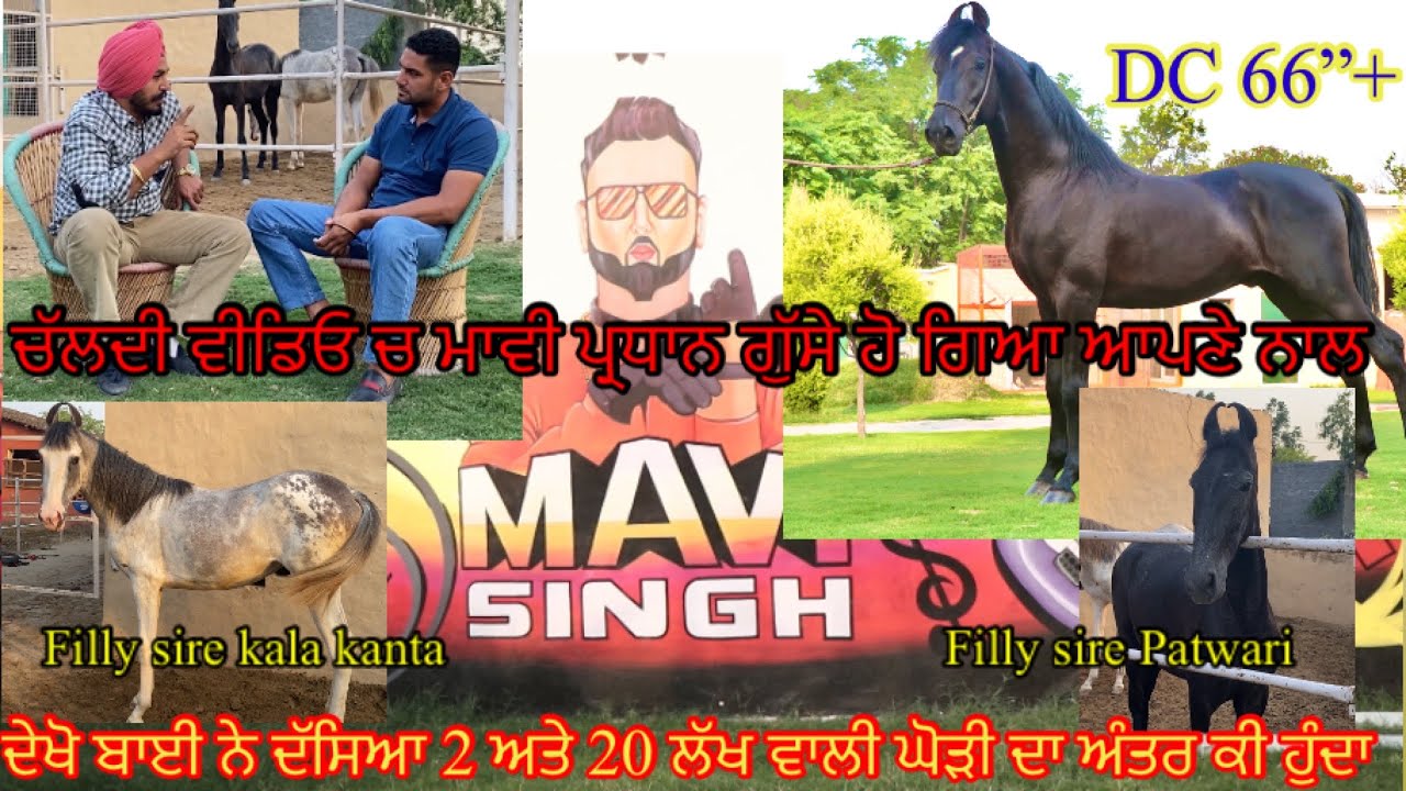Stallion DC at Mavi Stud Farm ਚੱਲਦੀ ਵੀਡਿਓ ਚ ਮਾਵੀ ਪ੍ਰਧਾਨ ਗੁੱਸੇ ਹੋ ਗਿਆ ...