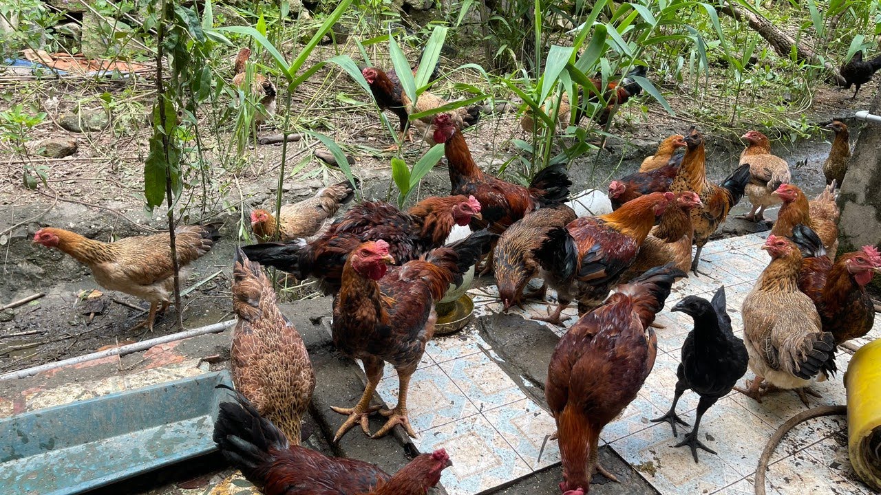 Hillside Homestead: A Journey through the Sights and Sounds of Poultry ...