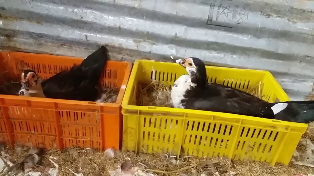 DUCKS FARM IN NEPAL AND THIS Black Duck On HATCH THERE EGGS हाँस पालेर ...
