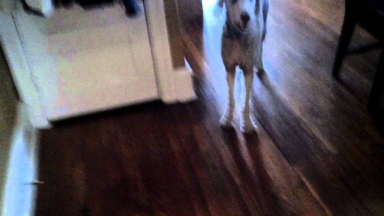 Fun pouncing! - YouTube