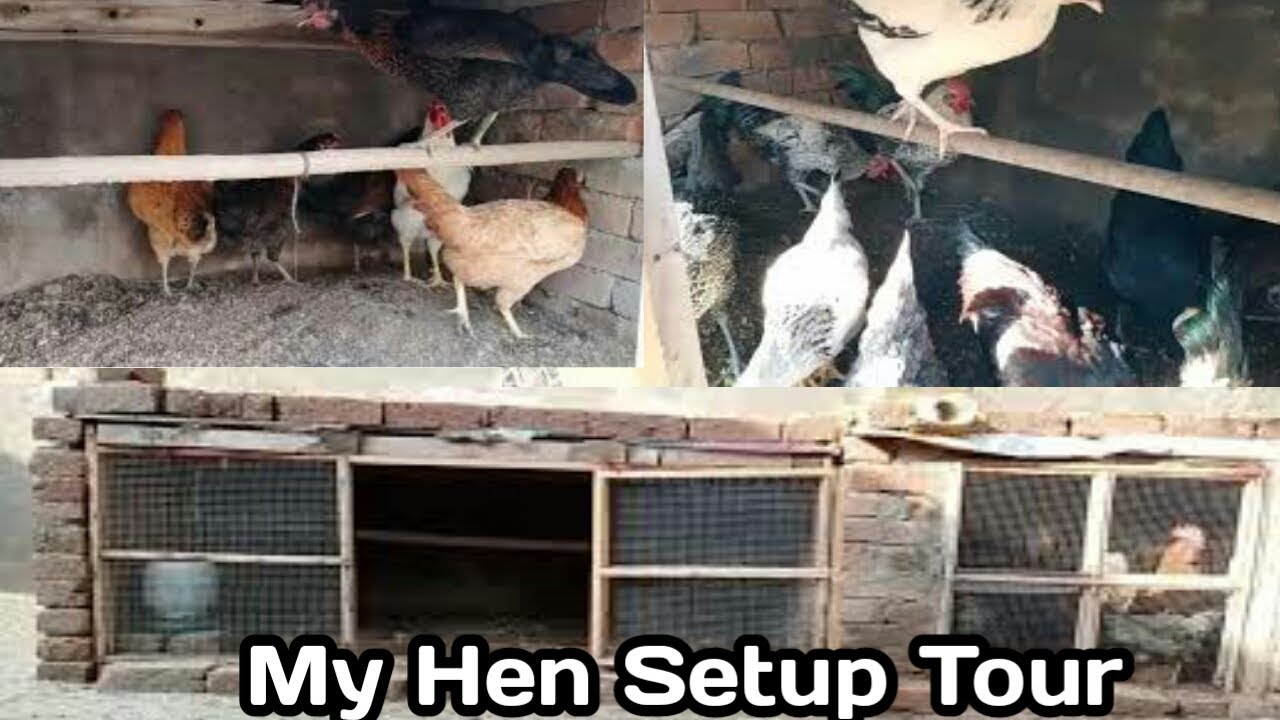 Hen farming in pakistan//Chicken farming at home//hen farming ...