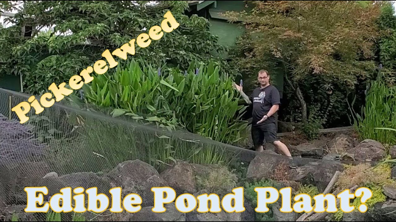 Edible Pond Plants? Pickerelweed, One of the Best Filter Plants - YouTube