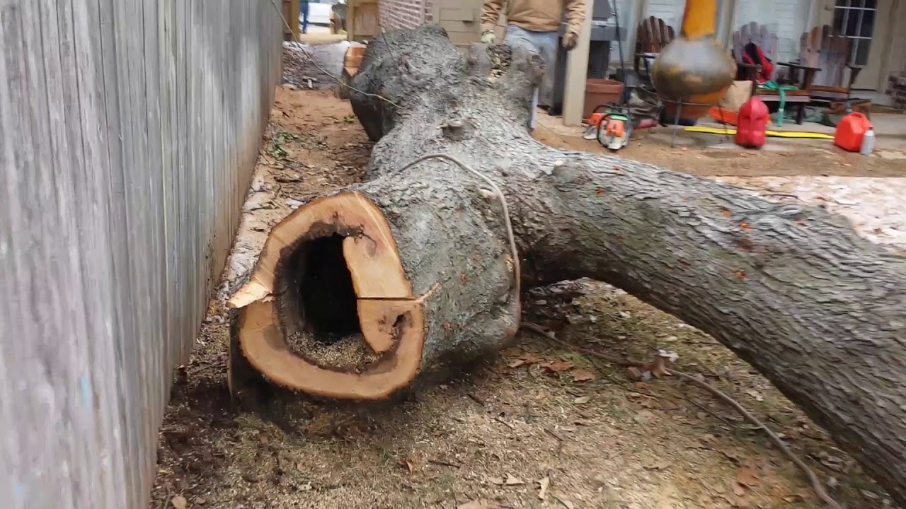 TREE REMOVAL near house RED OAK 38" DBH - YouTube