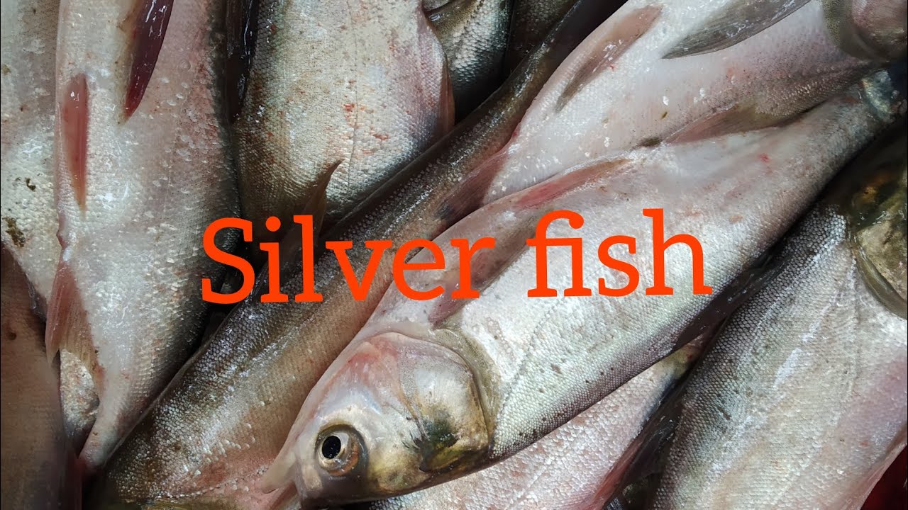 silver fish | vilage fishing | best fishing video - YouTube
