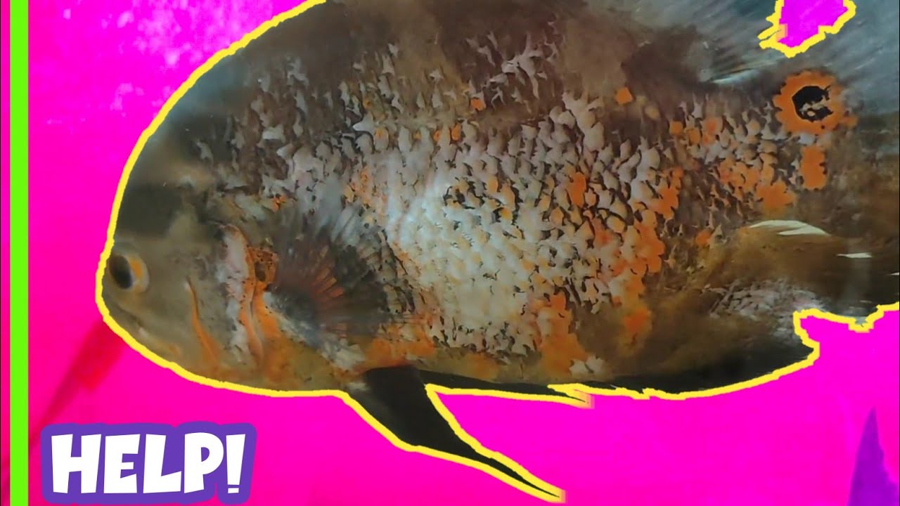 FISH SKIN FUNGUS || TREATMENT STEP BY STEP || 100% recover - YouTube