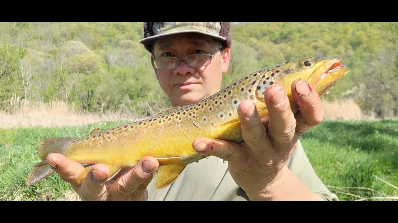 Trout Fishing Small Stream In Minnesota - YouTube