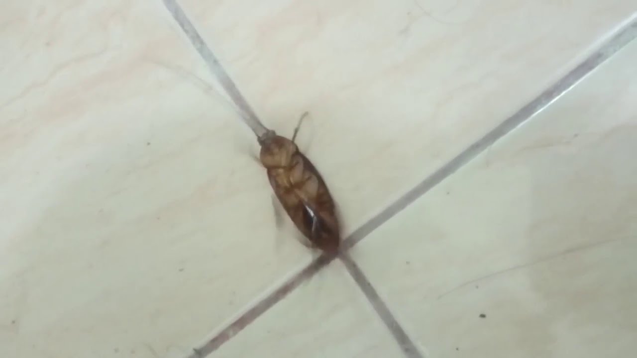 Ipis (cockroach) funny video compilations - YouTube