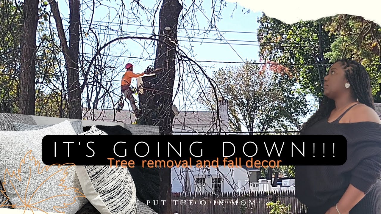 DANGEROUS TREE REMOVAL | FAll YARD WORK | NEW HOME DECOR - YouTube