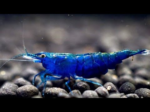 Börtü Böcek Vlog #17 (Son Durum)