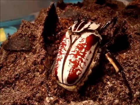 Goliathus goliatus - 10 adults emerge - YouTube