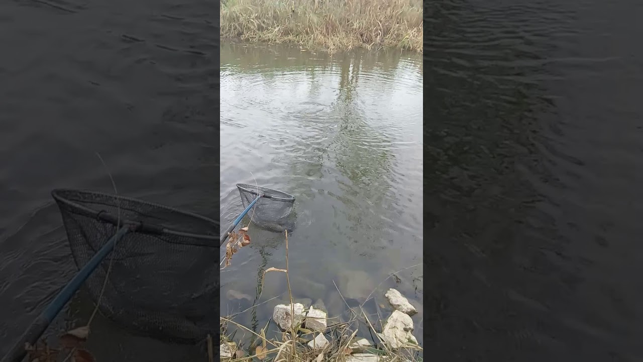 Carpfishing Veneto Padova carpa catturata a roubasienne - YouTube