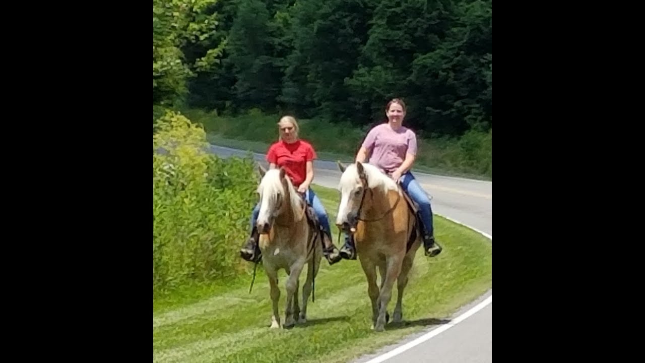 Haflinger gelding team out for a trail ride - Rozzi and Reno - YouTube