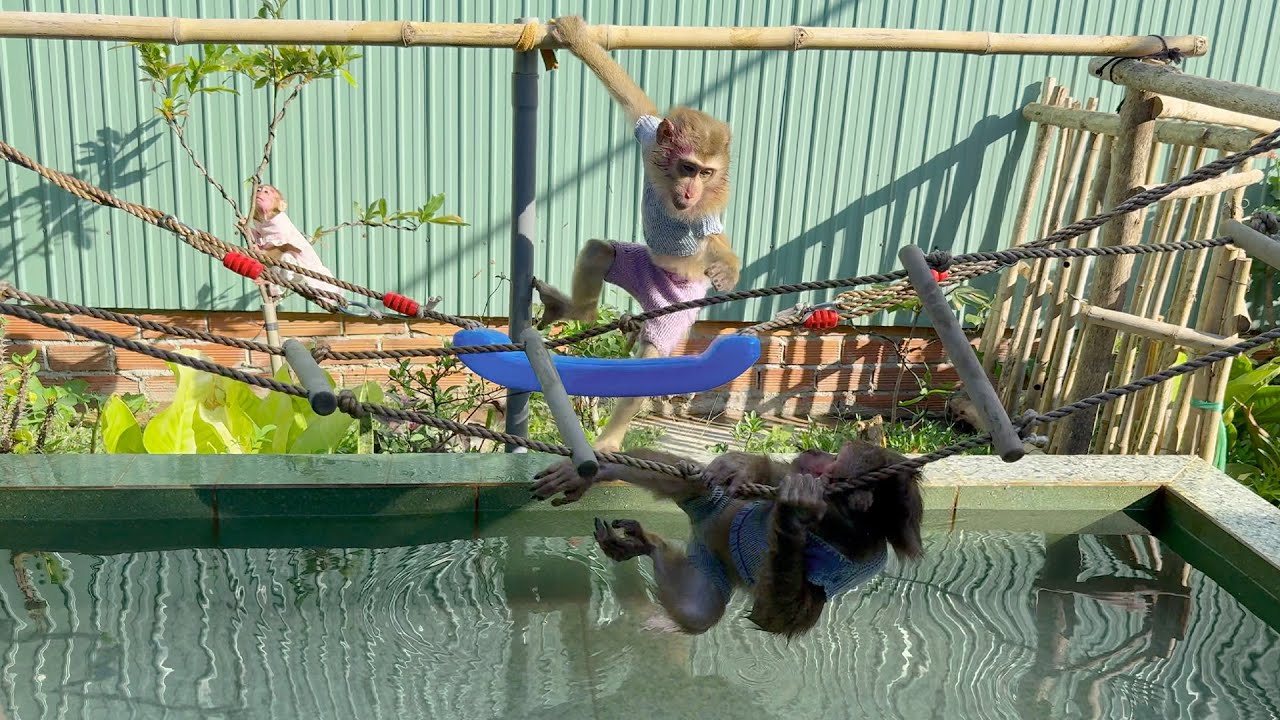 Monkeys playing in the swimming pool are super cute - YouTube