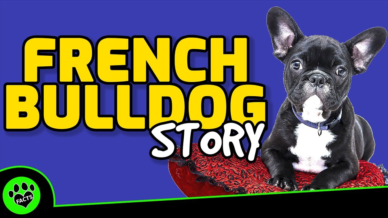 French Bulldogs Dogs 101: Frenchie Facts and Information - YouTube