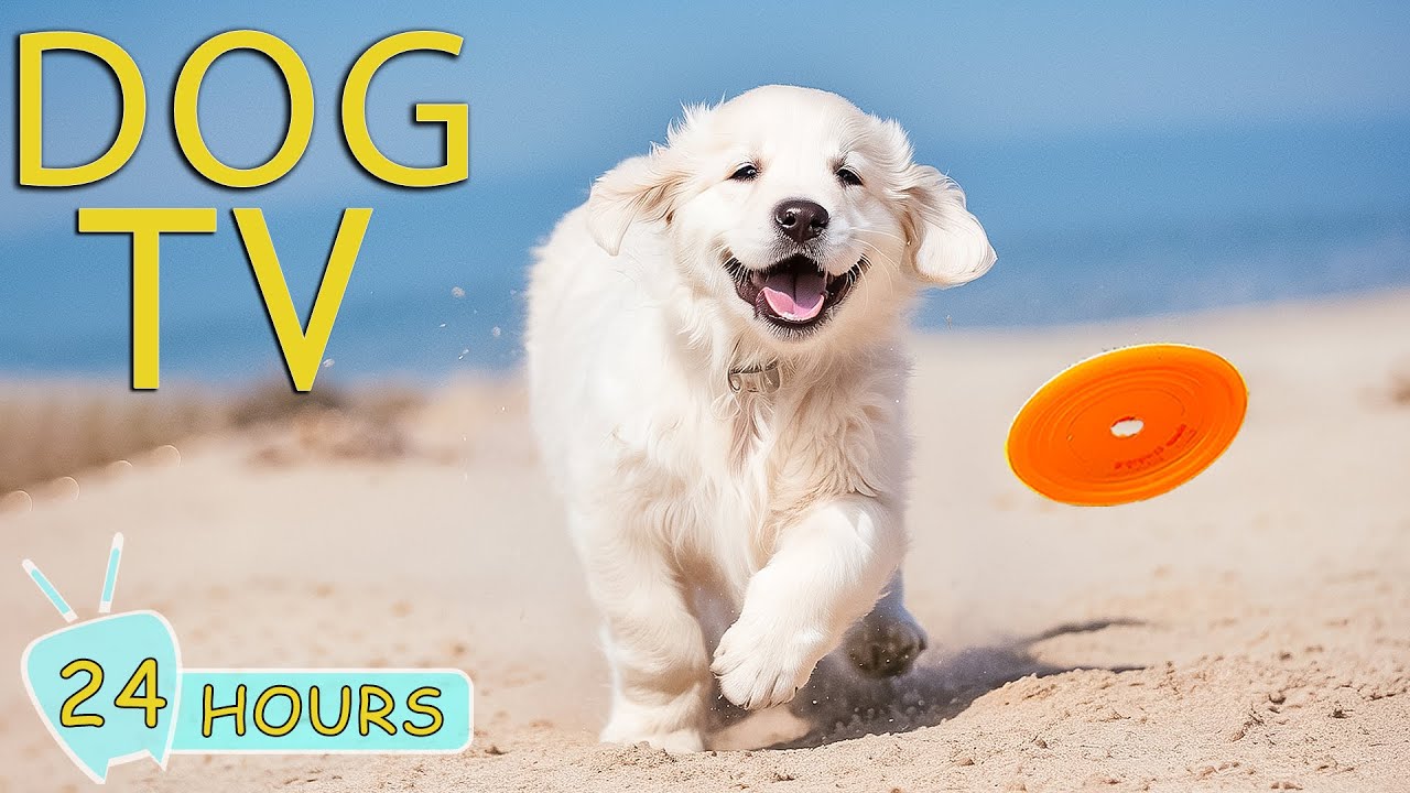 DOG TV for Dogs to Watch: Ultimate Video Entertain for Deep Relax for ...