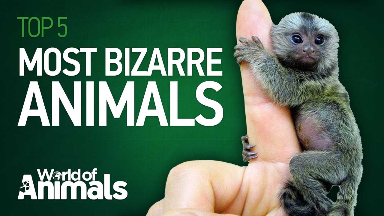 Top 5 Most Bizarre Animals - YouTube