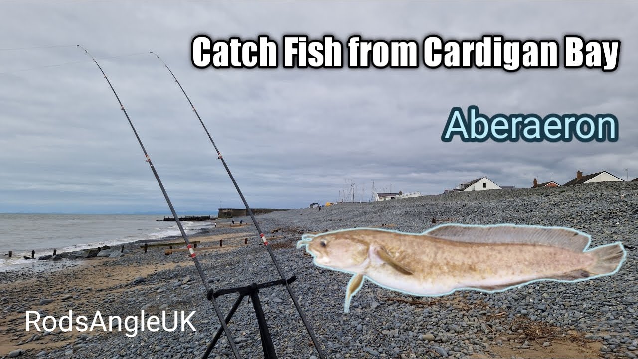 Catch Fish from Cardigan Bay: ABERAERON - YouTube