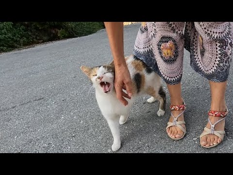 Calico cat meows with her cute voice and asks me for food - YouTube