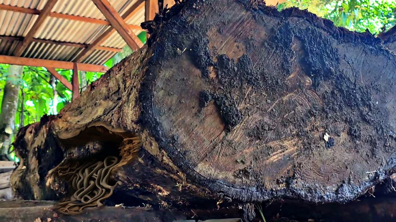 Surprise inside the giant teak log that is disturbing at the sawmill ...