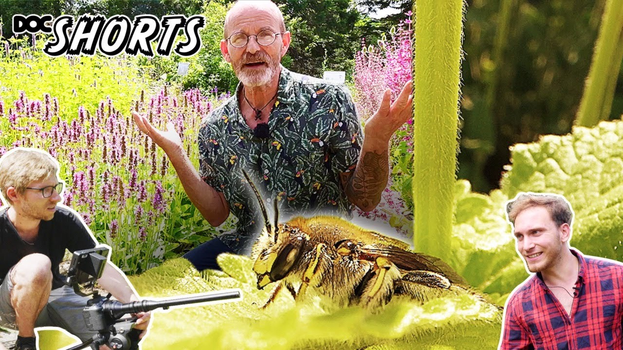 DOC SHORTS | Folge 36 - Platzhirsch mit Arschgeweih: Anthidium manicatum - YouTube